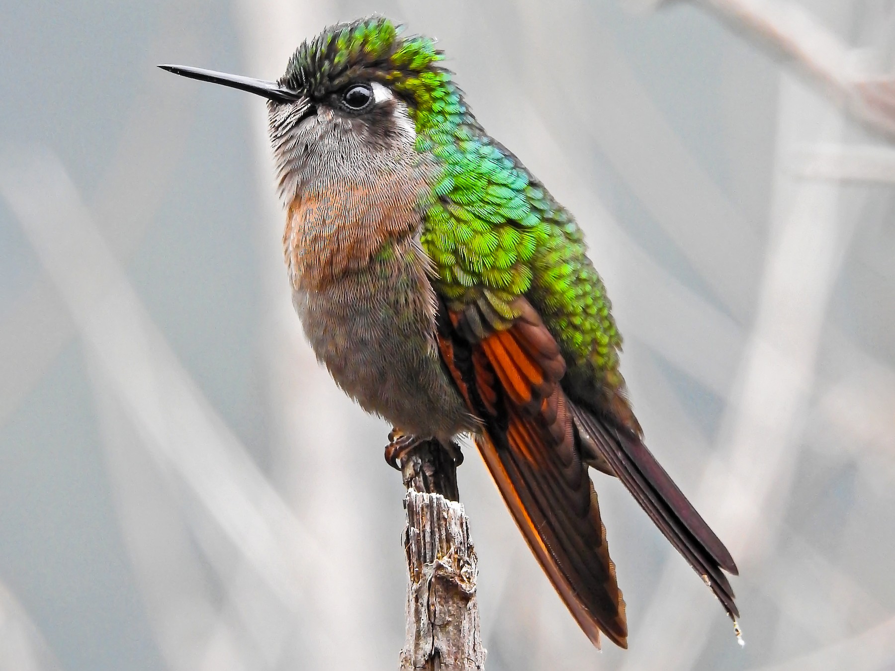 Garnet-throated Hummingbird - eBird