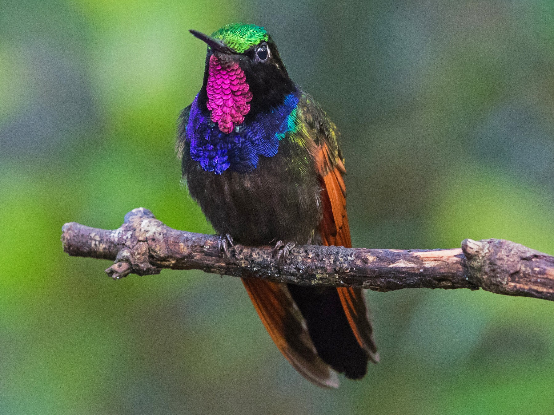 Garnet-throated Hummingbird - eBird