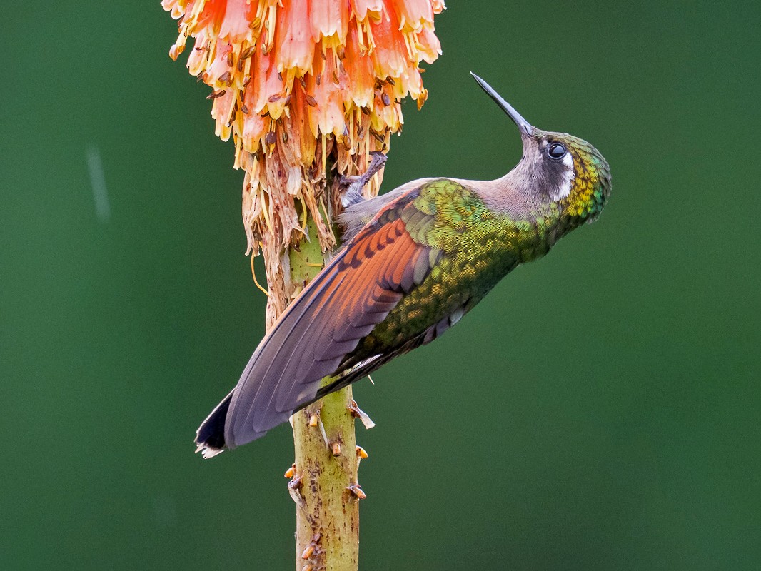 Garnet-throated Hummingbird - eBird
