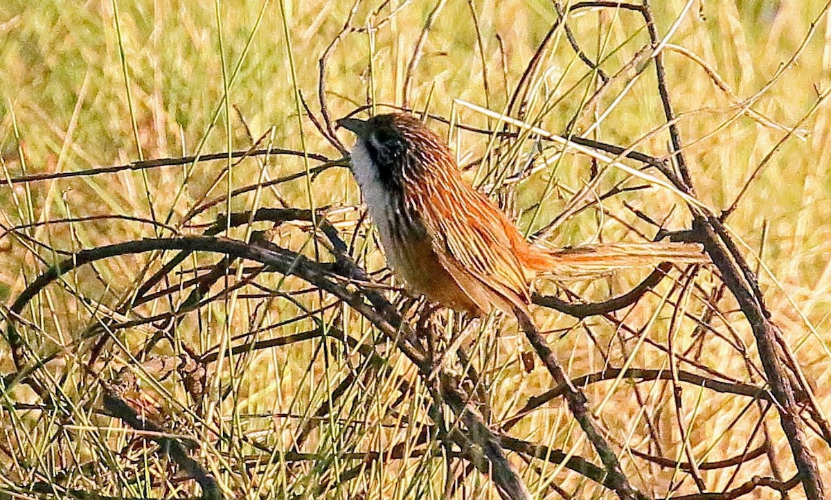eBird Checklist - 26 May 2021 - Mount Isa city area - 21 species