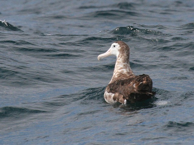 Wandering Albatross Size Comparison