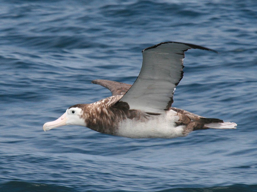 albatroz-errante (antipodensis) - eBird