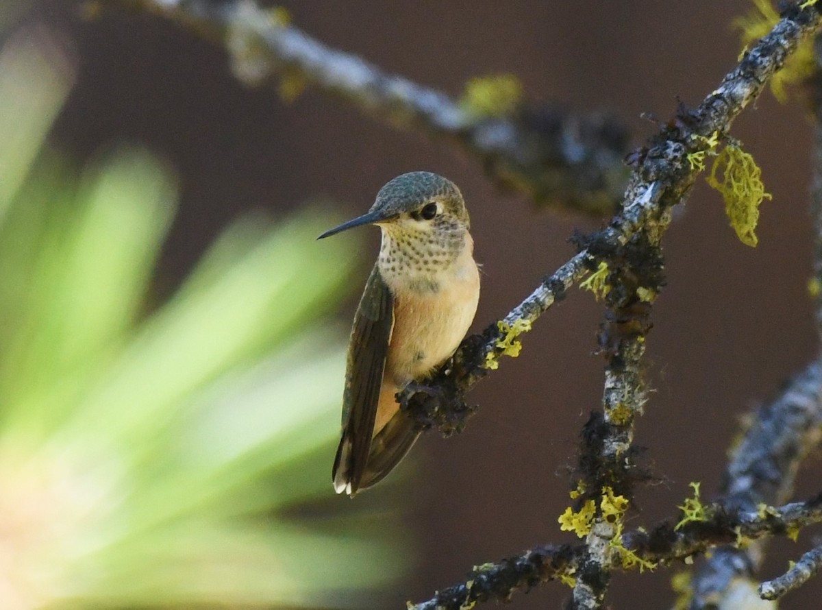 eBird Checklist - 5 Jul 2021 - Conboy Lake NWR - 20 species (+1 other taxa)