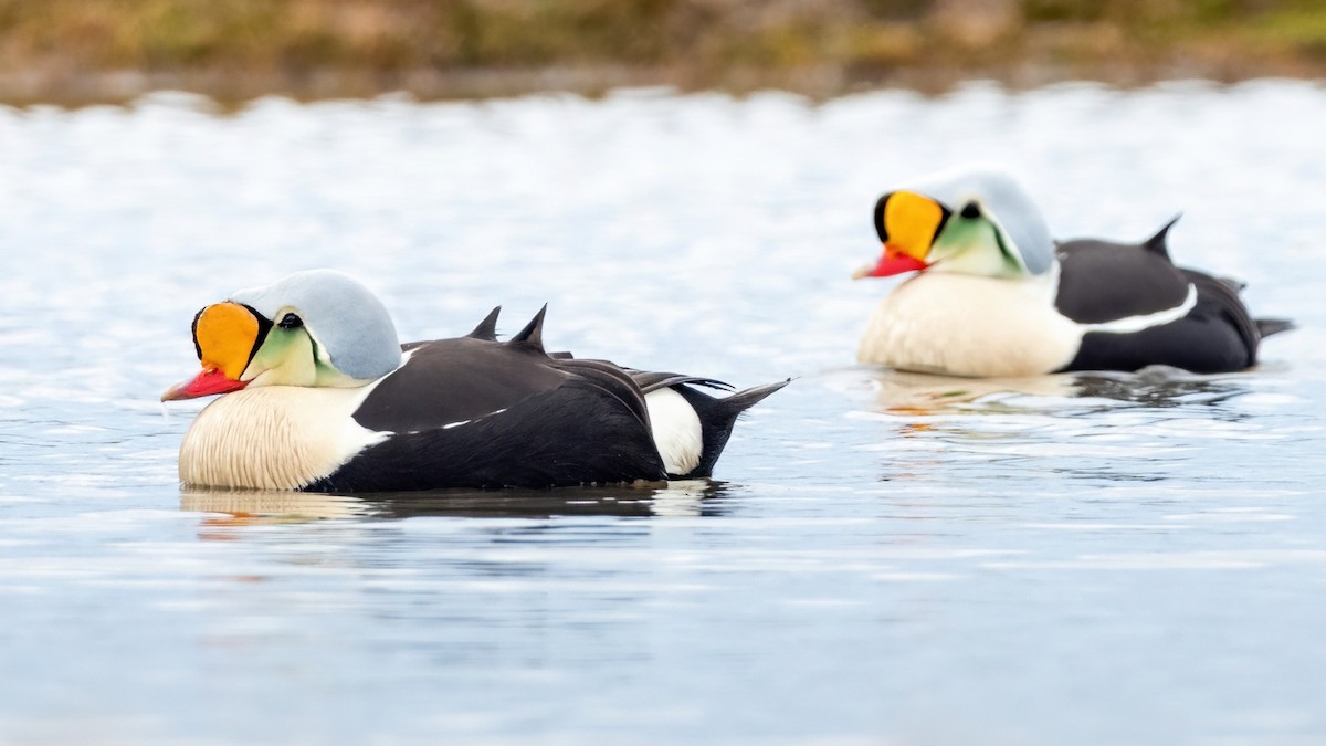 King Eider - Somateria spectabilis - Media Search - Macaulay Library and eBird