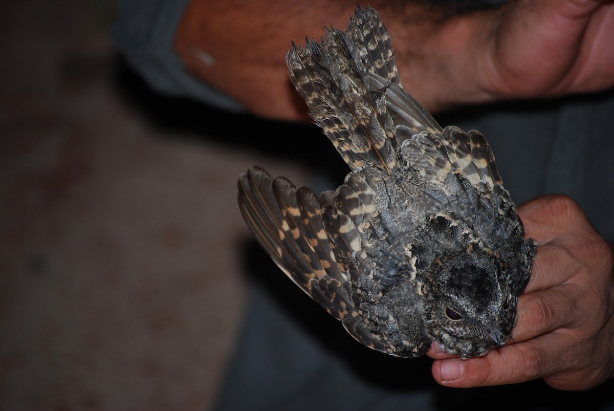 Todd's Nightjar - eBird