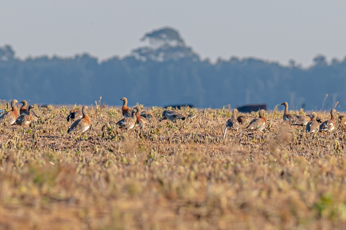 eBird Checklist - 20 Jun 2021 - Ruta Provincial 72, Provincia de Buenos ...