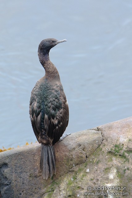 Pelagic Cormorant