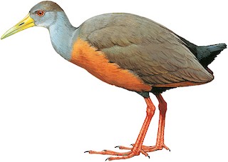 Gray-cowled Wood-Rail - Aramides cajaneus - Birds of the World