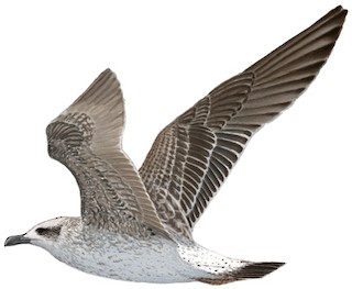 Kelp Gull - Larus dominicanus - Birds of the World
