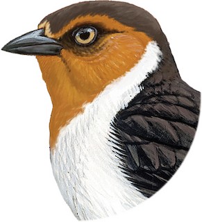 Red-capped Cardinal - Paroaria gularis - Birds of the World