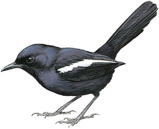 Oriental Magpie-Robin - Copsychus saularis - Birds of the World
