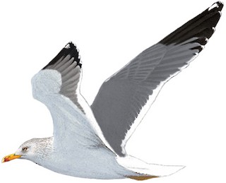 Lesser Black-backed Gull - Larus fuscus - Birds of the World