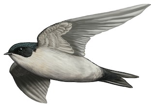 Brown-bellied Swallow - Orochelidon murina - Birds of the World