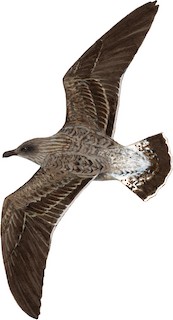 Kelp Gull - Larus dominicanus - Birds of the World