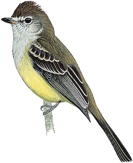 Northern Scrub-Flycatcher - Sublegatus arenarum - Birds of the World