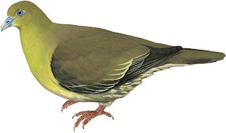 Wedge-tailed Green-Pigeon - Treron sphenurus - Birds of the World