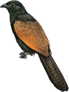 Lesser Coucal - Centropus bengalensis - Birds of the World