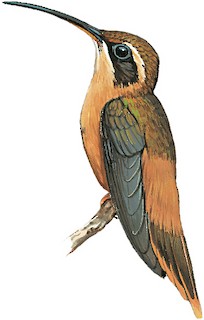 Reddish Hermit - Phaethornis ruber - Birds of the World