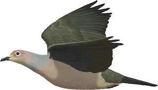 Gray Imperial-Pigeon - Ducula pickeringii - Birds of the World