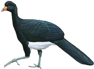 Black Curassow - Crax alector - Birds of the World
