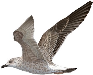 Lesser Black-backed Gull - Larus fuscus - Birds of the World