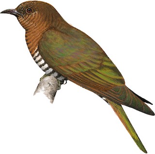 Violet Cuckoo - Chrysococcyx xanthorhynchus - Birds of the World