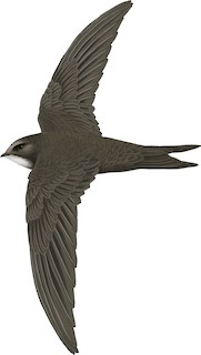 Common Swift - Apus apus - Birds of the World