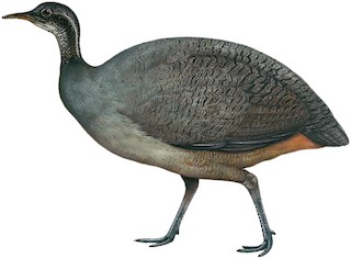 Gray Tinamou - Tinamus tao - Birds of the World