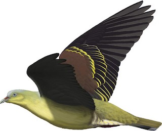 Philippine Green-Pigeon - Treron axillaris - Birds of the World