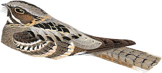 Large-tailed Nightjar - Caprimulgus macrurus - Birds of the World