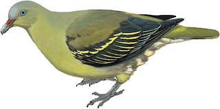 Philippine Green-Pigeon - Treron axillaris - Birds of the World