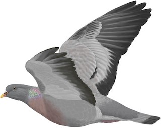 Stock Dove - Columba oenas - Birds of the World