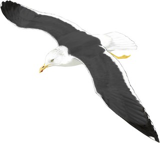 Kelp Gull - Larus dominicanus - Birds of the World
