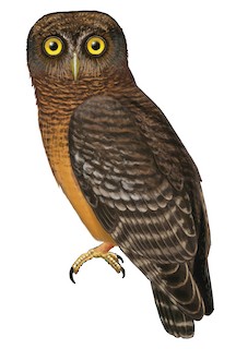 Romblon Boobook - Ninox spilonotus - Birds of the World