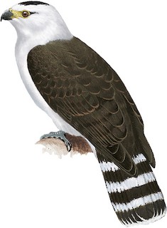 Gray-headed Kite - Leptodon cayanensis - Birds of the World