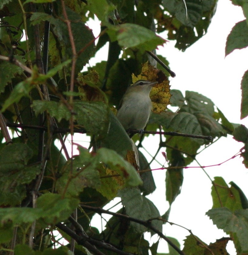 eBird Checklist - 16 Sep 2016 - Gibson Generating Station--East ...