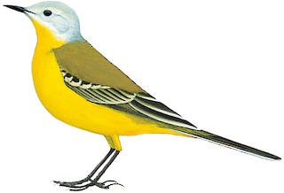 Western Yellow Wagtail - Motacilla flava - Birds of the World