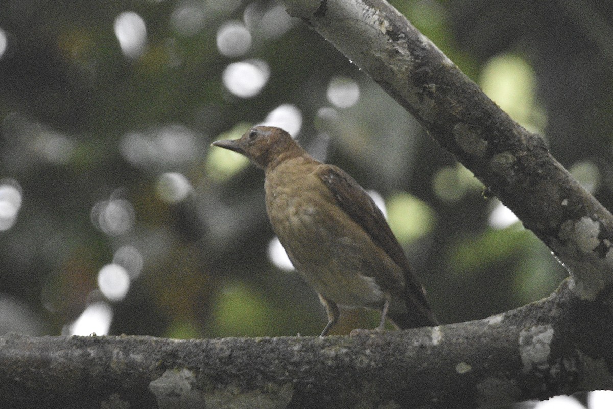 Cocoa Thrush (Lesser Antillean) - eBird