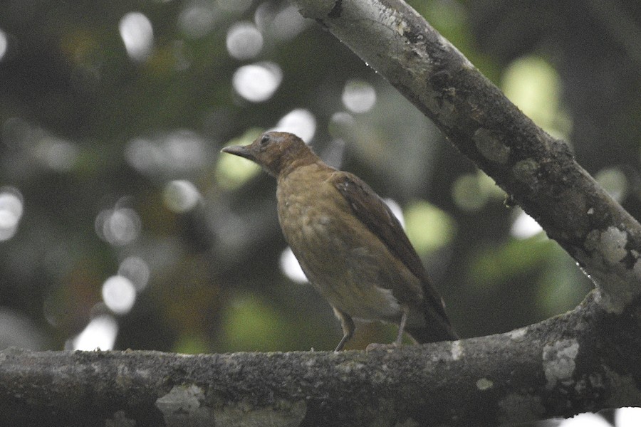 Cocoa Thrush (Lesser Antillean) - eBird