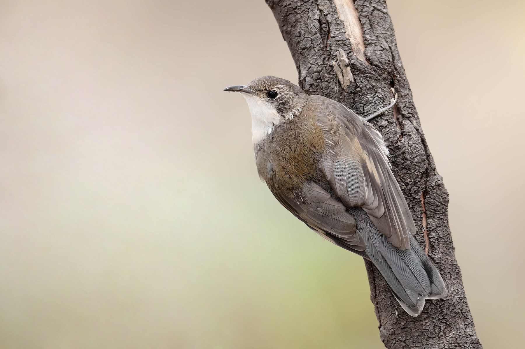 White-throated Treecreeper (White-throated) - eBird