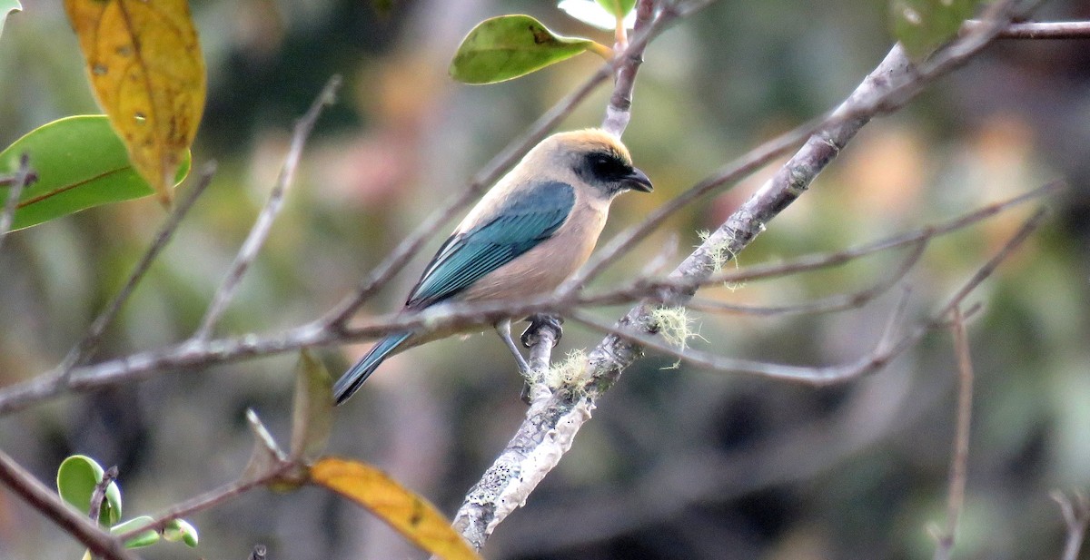 Green-capped Tanager - Stilpnia meyerdeschauenseei - Birds of the World
