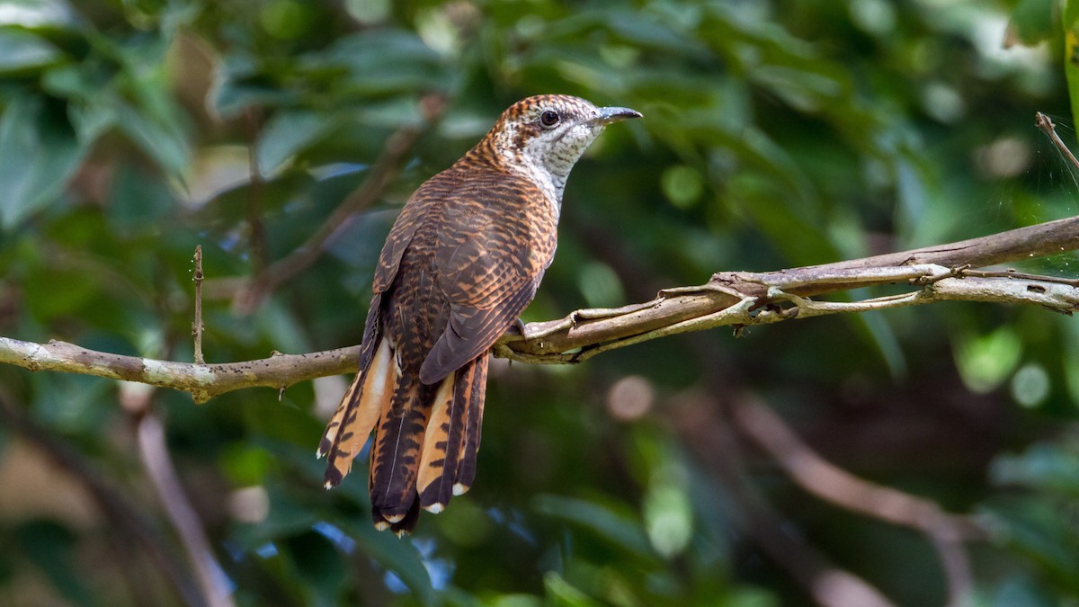 eBird Checklist - 10 Nov 2011 - Kaeng Krachan NP (general area) - 33 ...