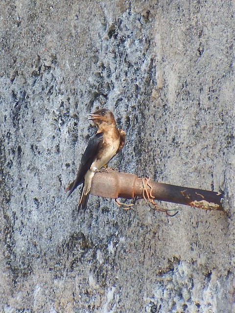 Photos - Cuban Martin - Progne cryptoleuca - Birds of the World