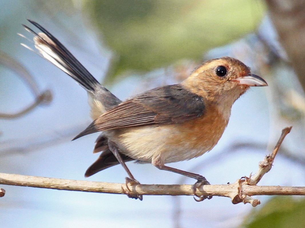 Red-breasted Chat - eBird
