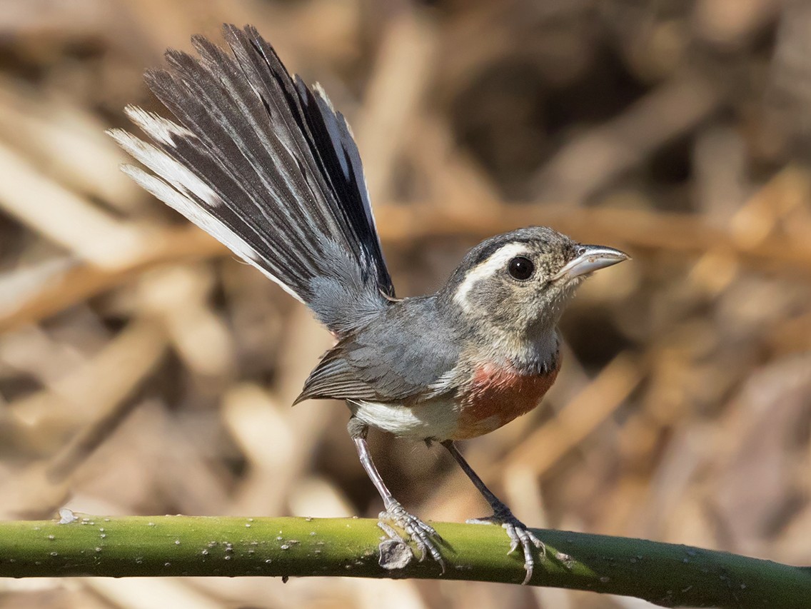 Red-breasted Chat - eBird