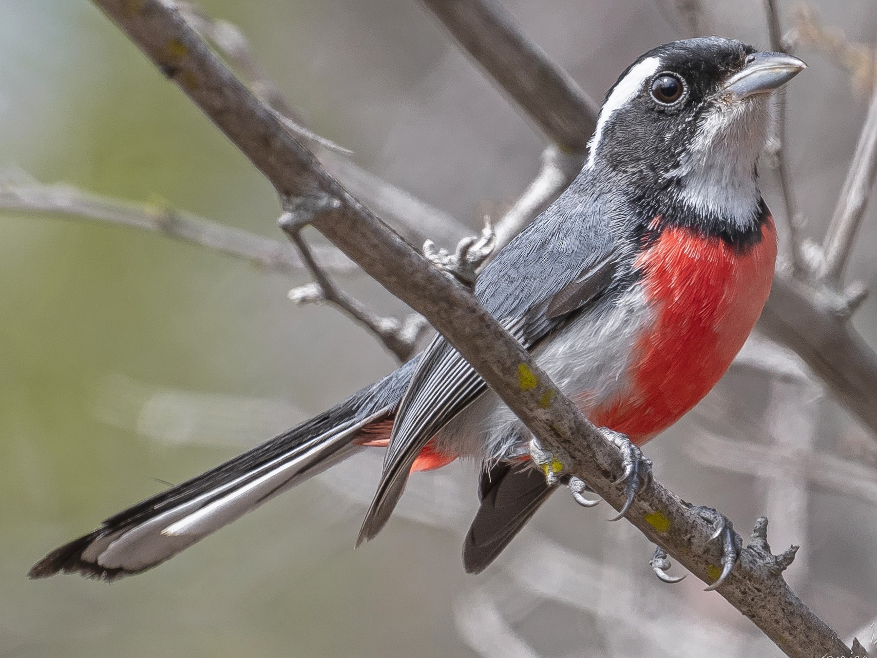Red-breasted Chat - eBird