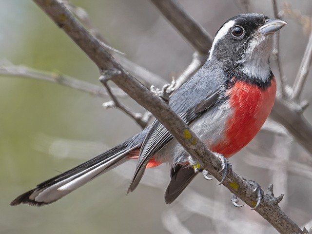 Photos - Red-breasted Chat - Granatellus venustus - Birds of the World