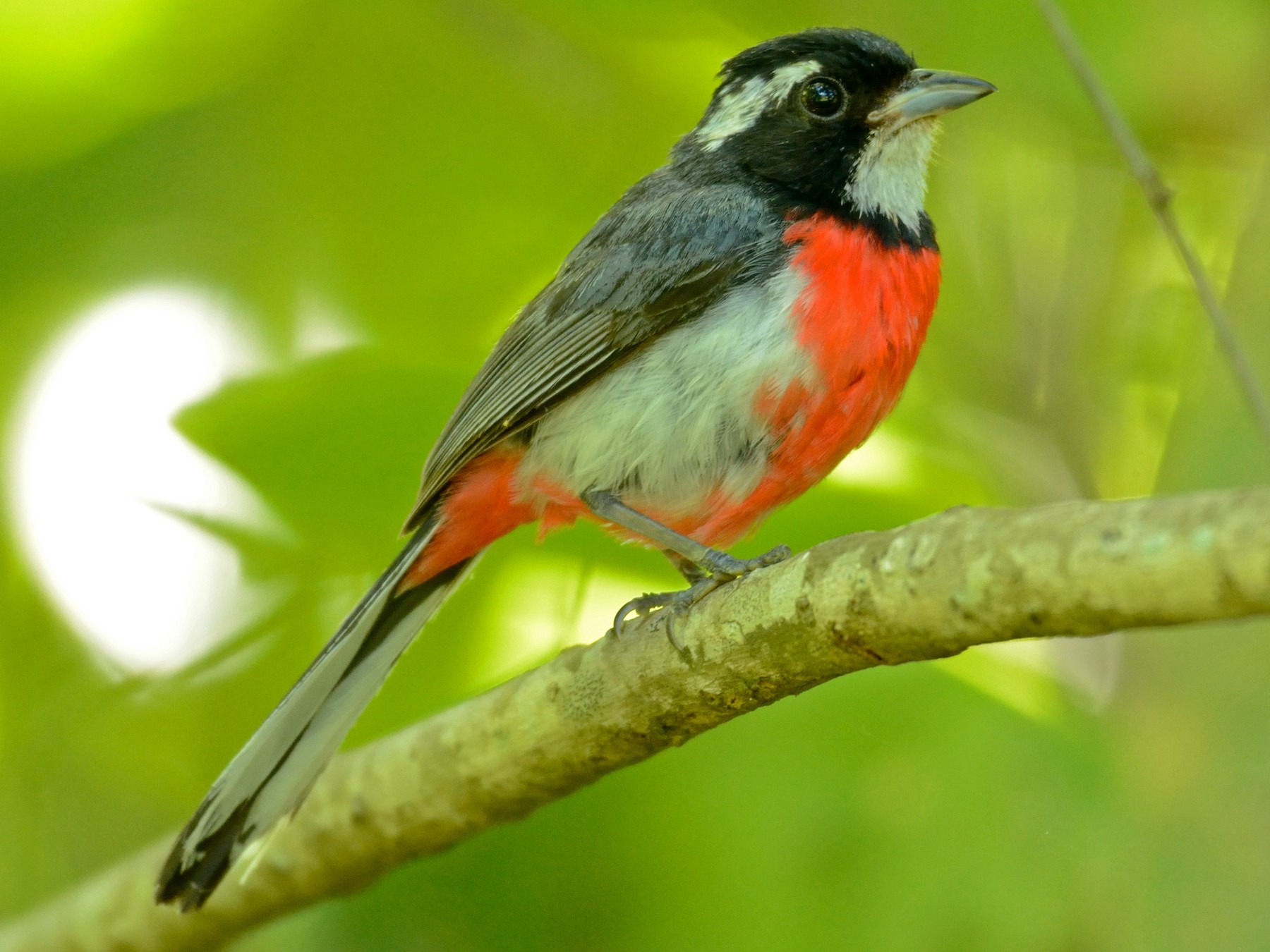 Red-breasted Chat - eBird