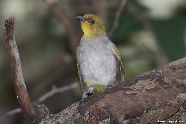 Photos - Yellow-throated Bulbul - Pycnonotus xantholaemus - Birds of ...