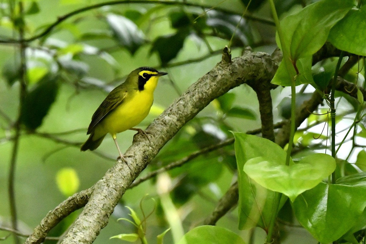 Maryland-DC Breeding Bird Atlas Checklist - 7 May 2021 - Crouse Mill ...